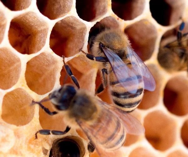 Finlandia is Celebrating World Bee Day! – Finlandia Natural Pharmacy